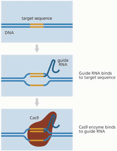 Gene Editing (CRISPR-CAS9) - Level Up IAS