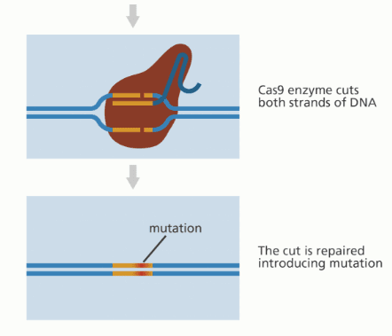 Gene Editing (CRISPR-CAS9) - Level Up IAS