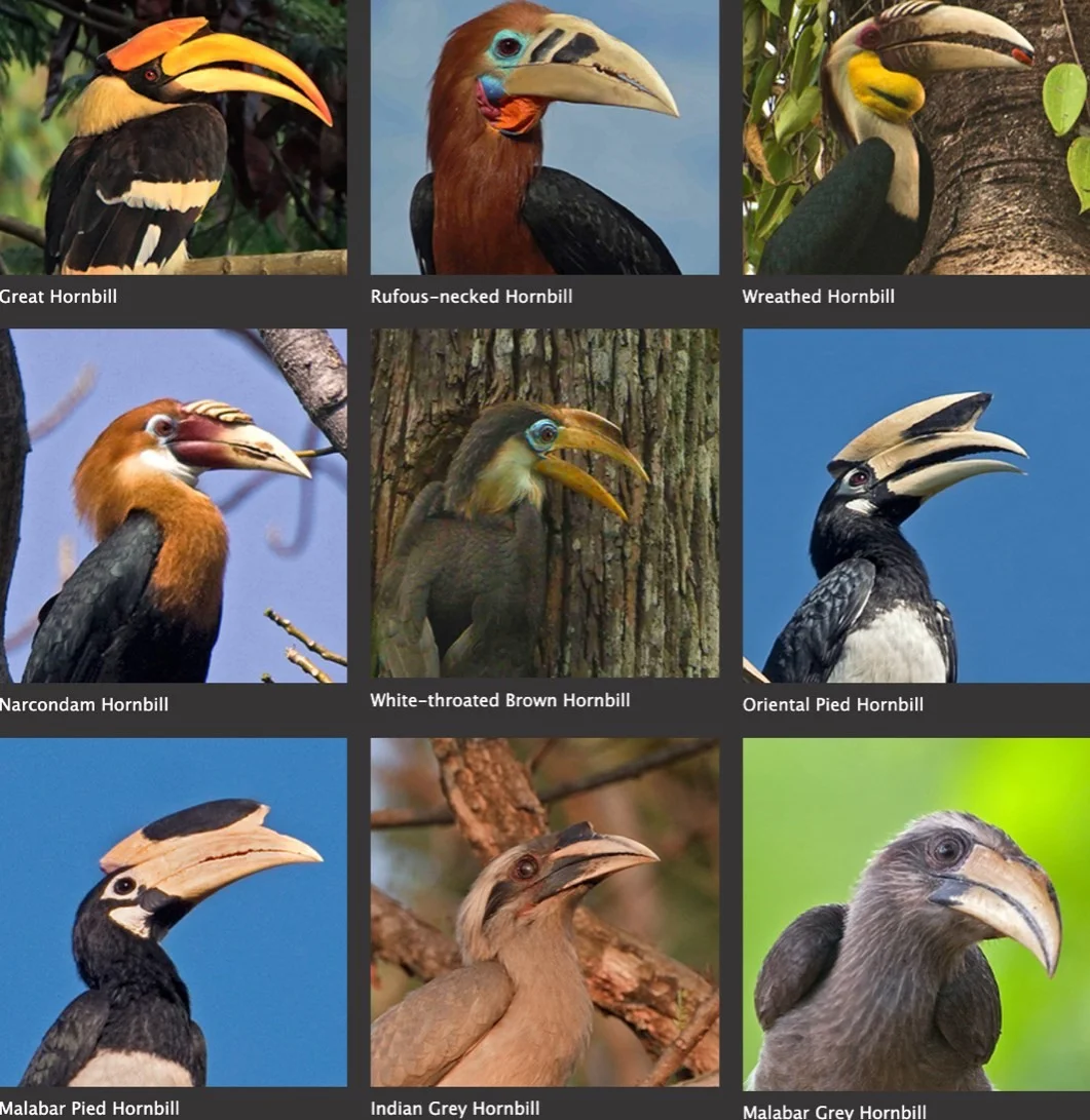 Bird 3 - Level Up IAS