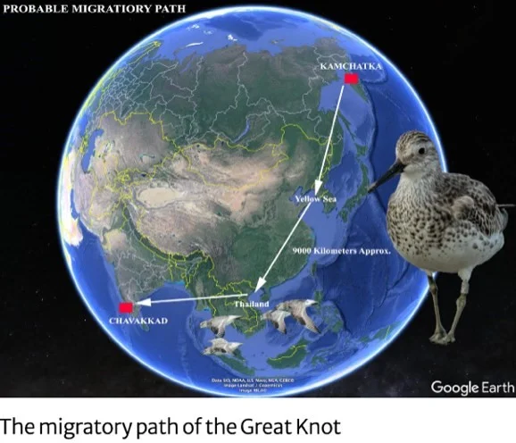 bird 12 - Level Up IAS