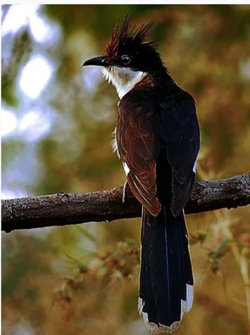 bird 16 - Level Up IAS