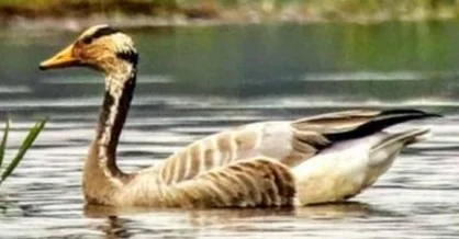 bird 17 - Level Up IAS