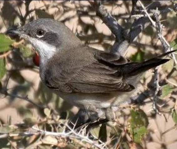 bird 18 - Level Up IAS