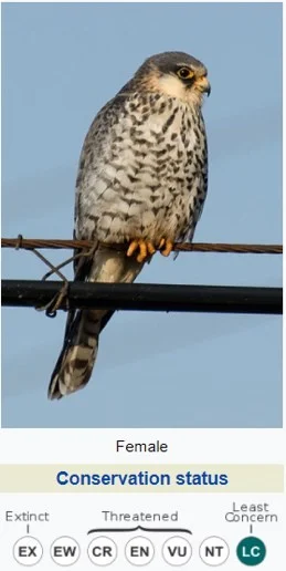bird 22 - Level Up IAS