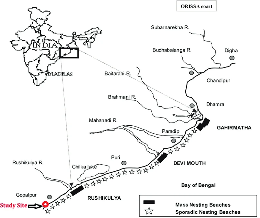 Olive Ridley Turtle UPSC | LevelUp IAS