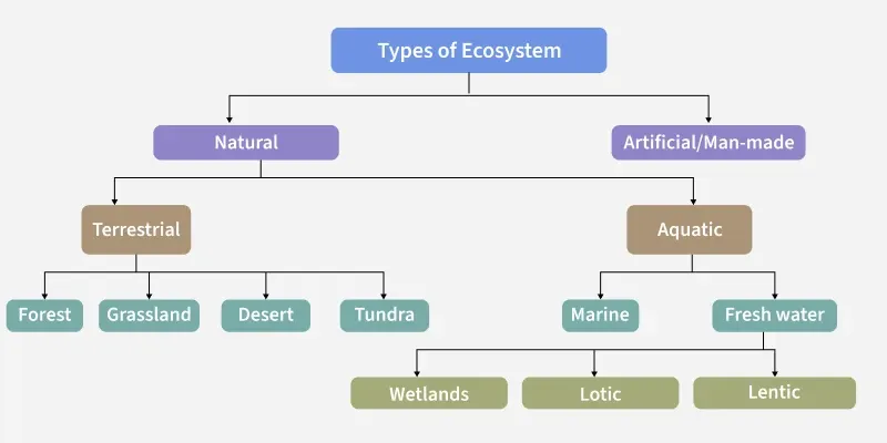 Structure and Functions of an Ecosystem | LevelUp IAS